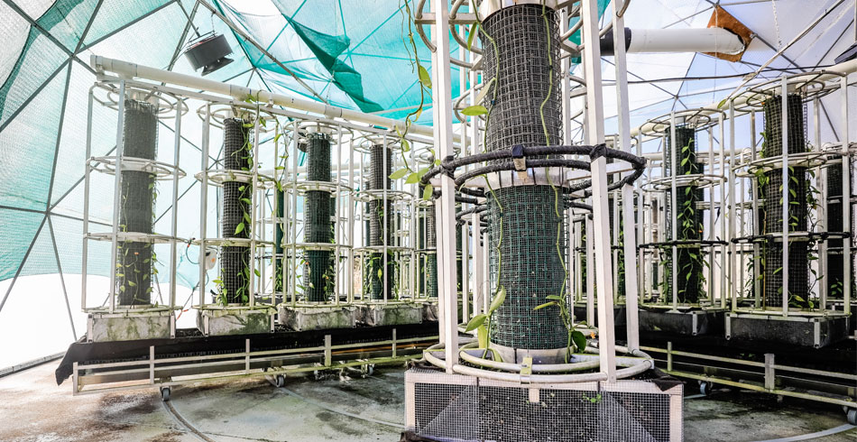 Schneider tech helps achieve entrepreneur’s vanilla dreams - Energy ...