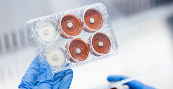 Aussie-made 'super fungi’ could help recover critical minerals
